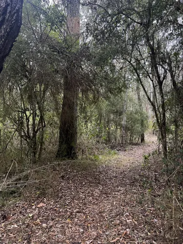 Best Hikes and Trails in Jimna State Forest | AllTrails