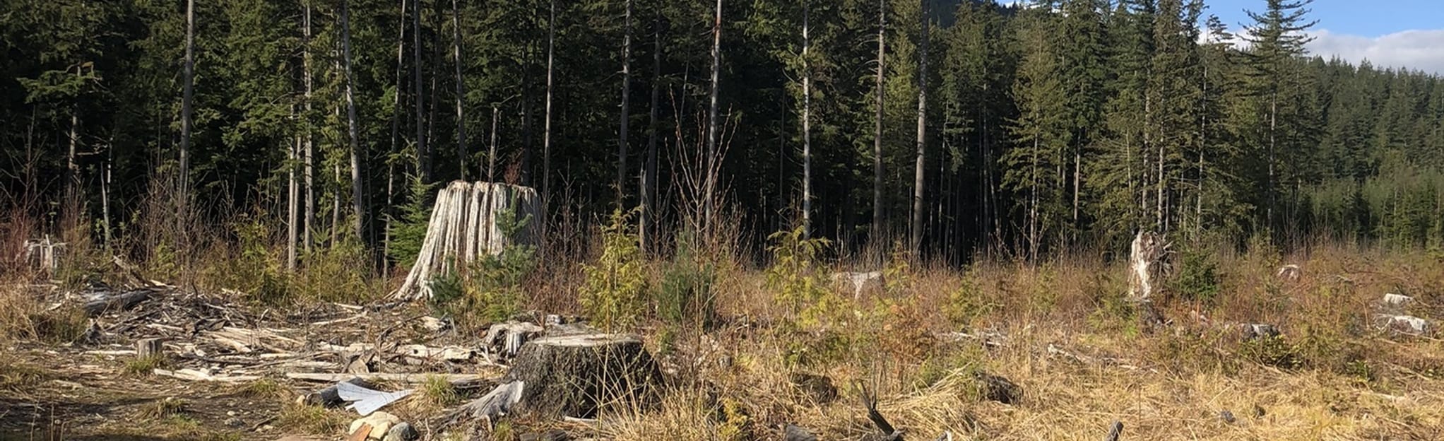 Woodlot 0007: 168 Reviews, Map - British Columbia, Canada | AllTrails