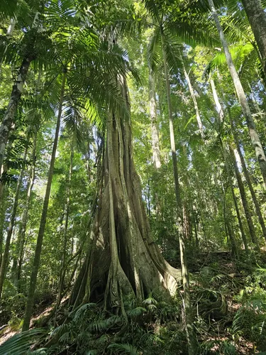 10 Best Trails and Hikes in Mount Glorious | AllTrails