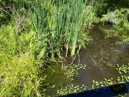 Best Hikes and Trails in ECUA Bayou Marcus Water Reclamation Facility ...