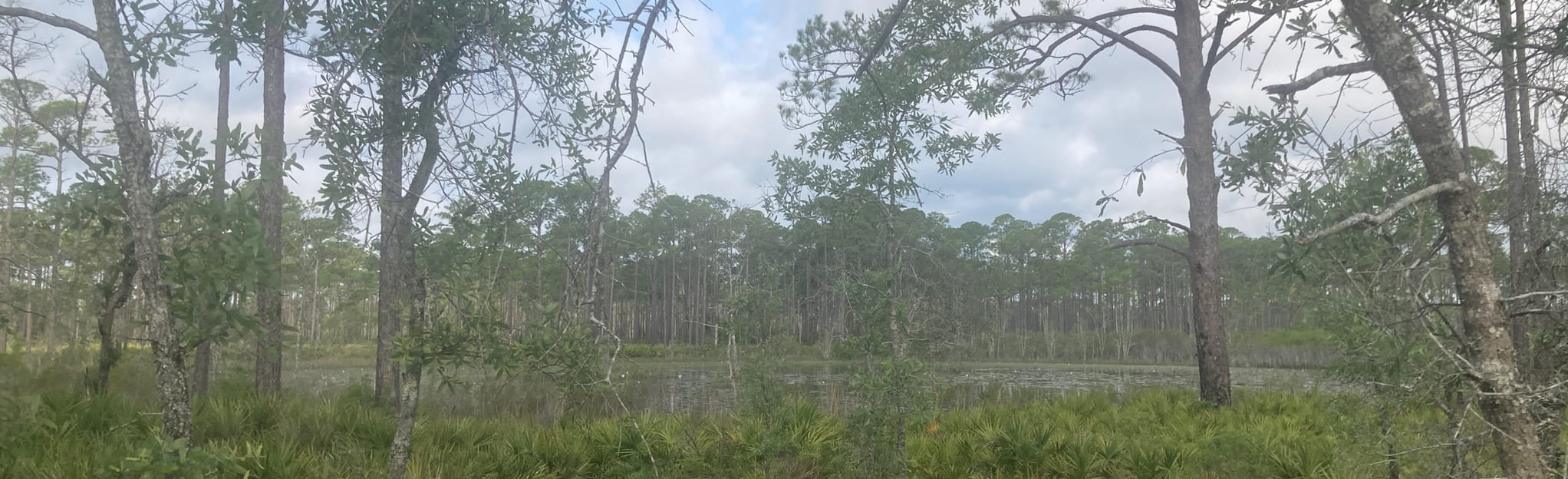 Piney Ridge Loop Trail, Florida - 36 Reviews, Map | AllTrails