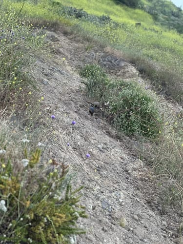 Best Hikes and Trails in El Modena Open Space | AllTrails