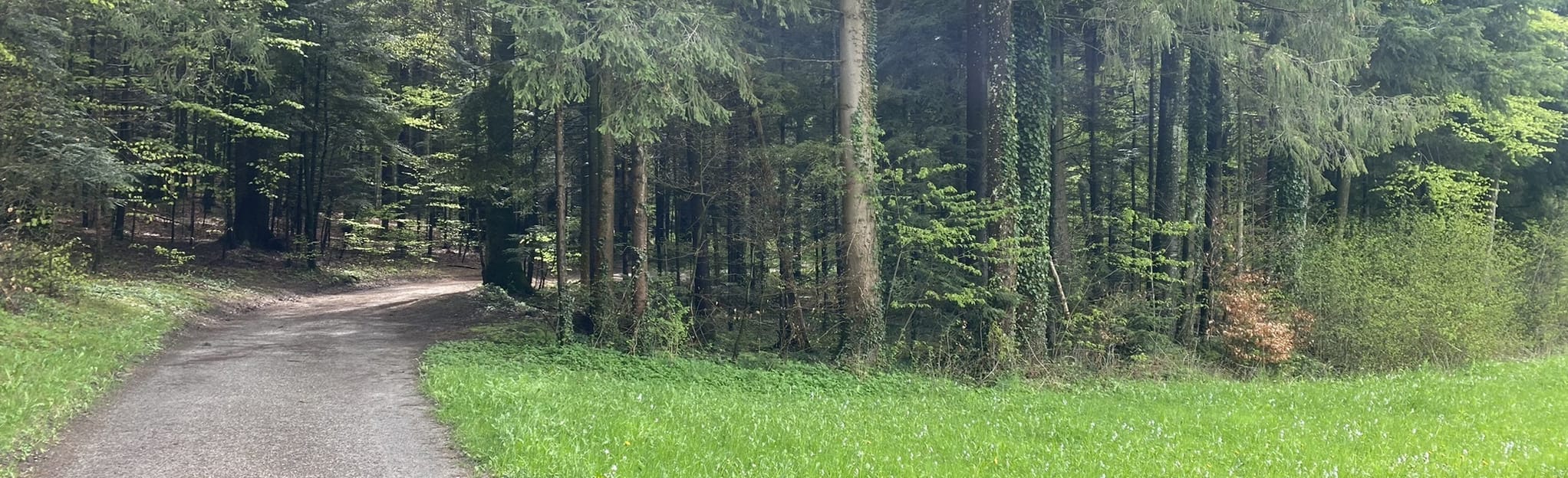 Amsoldingen - Thun, Bern, Switzerland - Map, Guide | AllTrails