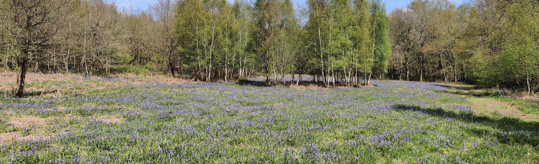 Brede High Woods: 102 Reviews, Map - East Sussex, England | AllTrails