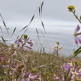 Point Buchon Trail, California - 501 Reviews, Map | AllTrails