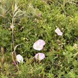Point Buchon Trail, California - 520 Reviews, Map | AllTrails
