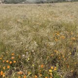 Point Buchon Trail, California - 520 Reviews, Map | AllTrails