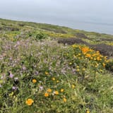 Point Buchon Trail, California - 526 Reviews, Map | AllTrails