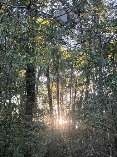 10 Best Forest Trails in Zona de Protección Ambiental Pico Azul - La ...