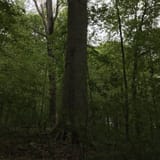 Nine Penny Branch Loop, Indiana - 551 Reviews, Map | AllTrails