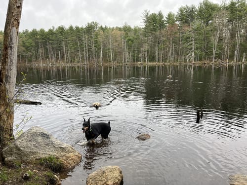 2023 Best Easy Trails in Upton State Forest | AllTrails