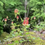 Boxley Valley Scenic Drive, Arkansas - 156 Reviews, Map | AllTrails