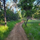 Mormon Island Browns Ravine Trail, California - 382 Reviews, Map ...