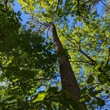 Coon Ridge Trail, Oklahoma - 346 Reviews, Map | AllTrails