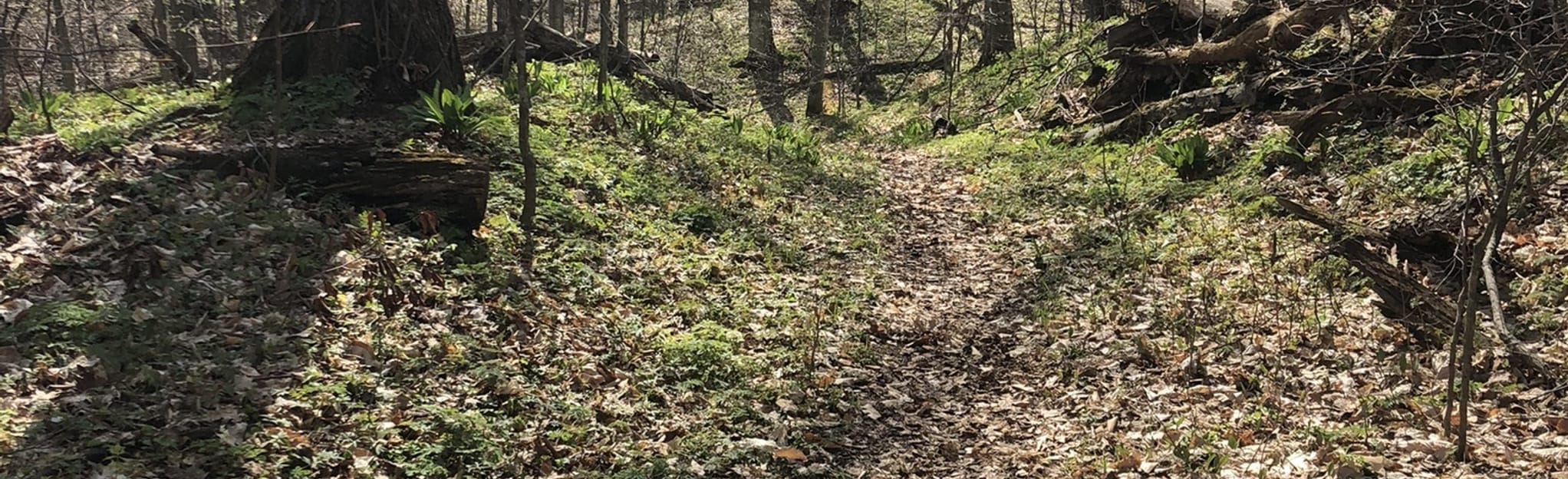 Shauger Hill Hiking Trail, Michigan - 98 Reviews, Map | AllTrails