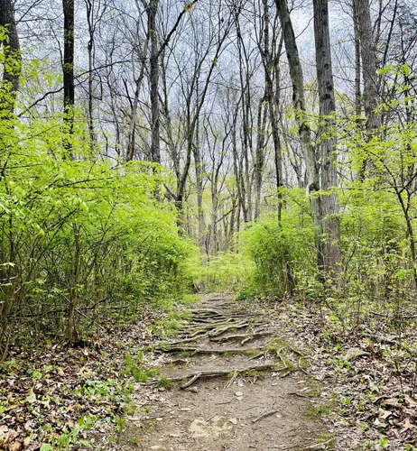 Best Hikes and Trails in Webb Mountain Discovery Zone | AllTrails