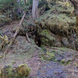Shady Lane Trail, Washington - 161 Reviews, Map | AllTrails