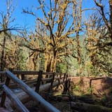 Shady Lane Trail, Washington - 161 Reviews, Map | AllTrails