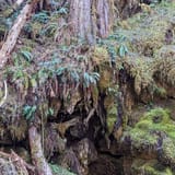 Shady Lane Trail, Washington - 161 Reviews, Map | AllTrails