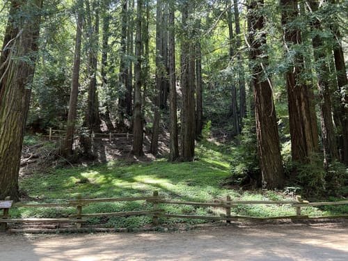 2023 Best Wheelchair Friendly Trails in Reinhardt Redwood Regional Park ...