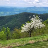 Black Ridge Trail, Virginia - 548 Reviews, Map | AllTrails