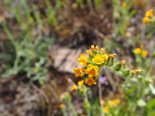 Best Hikes and Trails in Spring Basin Wilderness | AllTrails