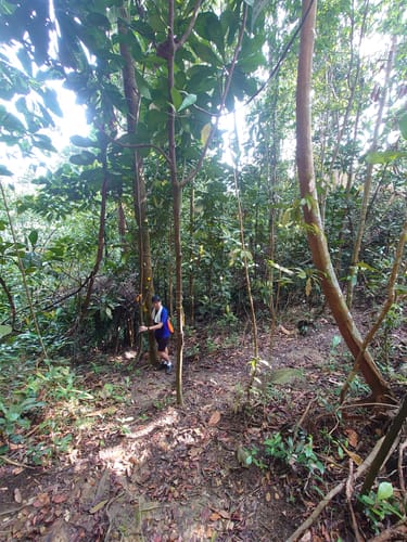 2023 Best Wild Flowers Trails in Hutan Lipur Soga Perdana | AllTrails