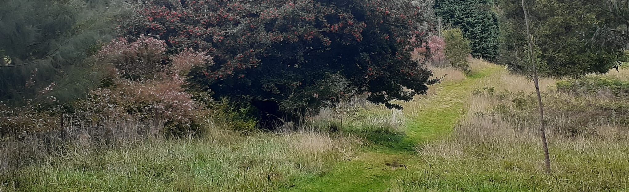 Wombat and Wallaby Tracks Loop: 11 Reviews, Map - New South Wales ...