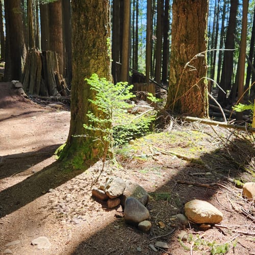 Best Hikes and Trails in Woodlot 007 Park | AllTrails