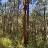 Samford Conservation Park Loop, Queensland, Australia - 513 Reviews ...