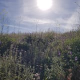 Autumn Ridge Trail, California - 397 Reviews, Map | AllTrails