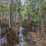 Onaway State Park Loop, Michigan - 53 Reviews, Map | AllTrails