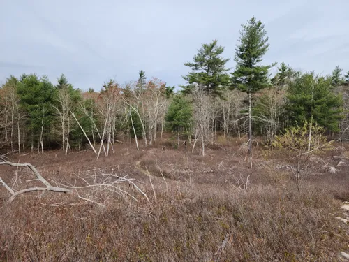 10 Best Hikes and Trails in Freetown Fall River State Forest | AllTrails