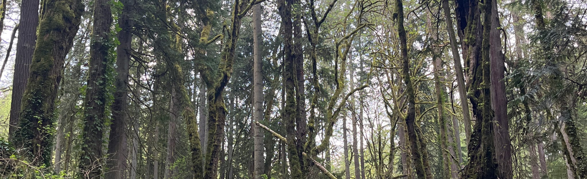 Squaxin East Loop: 364 Reviews, Map - Washington | AllTrails