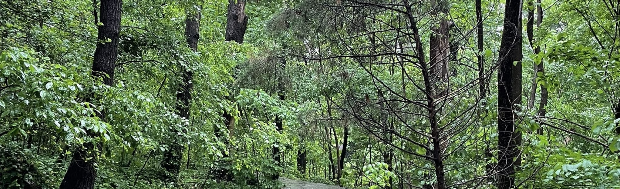 Olmsted Woods and Pilgrim Way Walk, District of Columbia - 34 Reviews ...