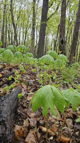 Best Hikes and Trails in Myeerah Nature Preserve | AllTrails