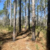 Florida Trail: Aucilla River, Florida - 51 Reviews, Map | AllTrails