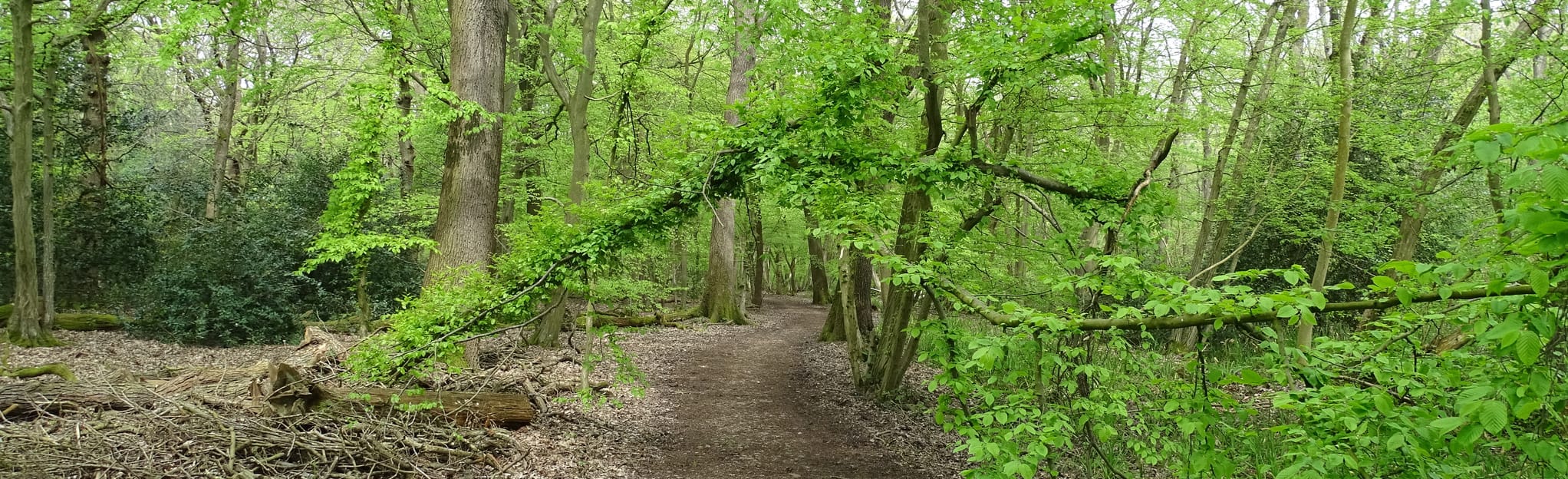 Broxbourne Woods South NNR Trail: 124 Reviews, Map - Hertfordshire ...