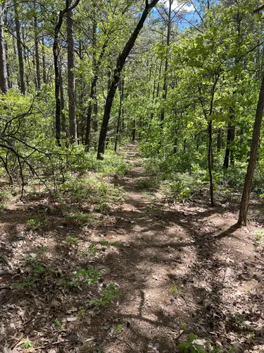 2023 Best Wild Flowers Trails in Shell Knob | AllTrails