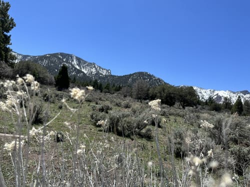 Best Hikes and Trails in Pine Valley Recreation Area (USFS) | AllTrails