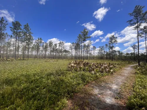 Best Trail Running Trails in Jennings State Forest | AllTrails