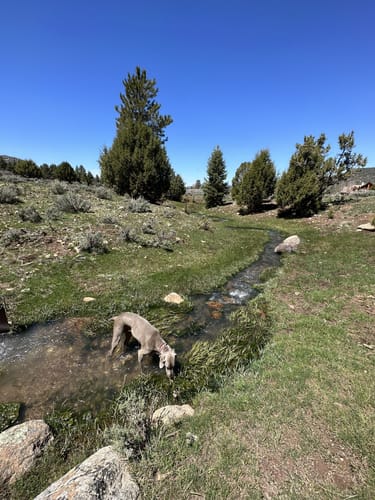 Best Hikes and Trails in Pine Valley Recreation Area (USFS) | AllTrails