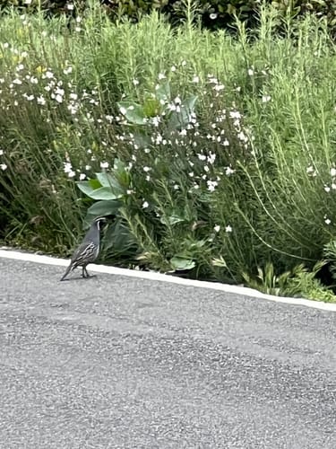 Best Hikes and Trails in Chapparosa Park | AllTrails