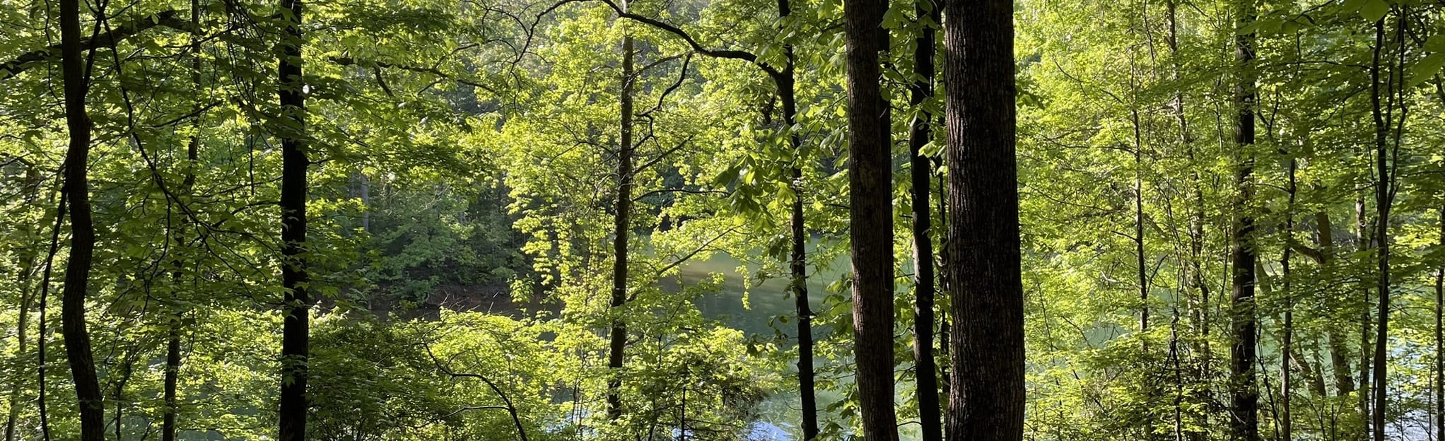 Heartbreak Ridge, Georgia - 113 Reviews, Map | AllTrails