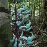 Pinagbanderahan via Bitukang Manok, Quezon, Philippines - 2 Reviews ...