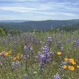 Kelly Lake Loop: Jim Donnelly and Grizzly Gulch Trails, California - 78 ...