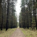 Newborough Forest Circular, Anglesey, Wales - 70 Reviews, Map | AllTrails