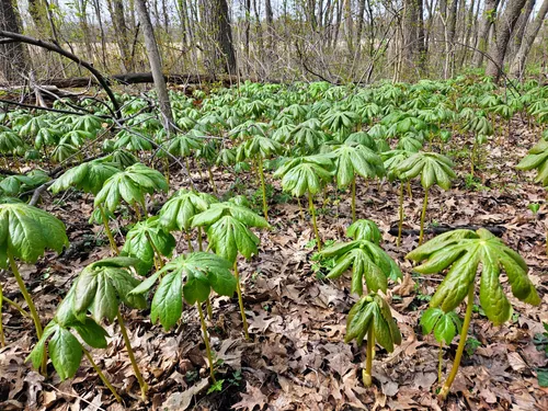 Best Hikes and Trails in Hackmatack National Wildlife Refuge | AllTrails