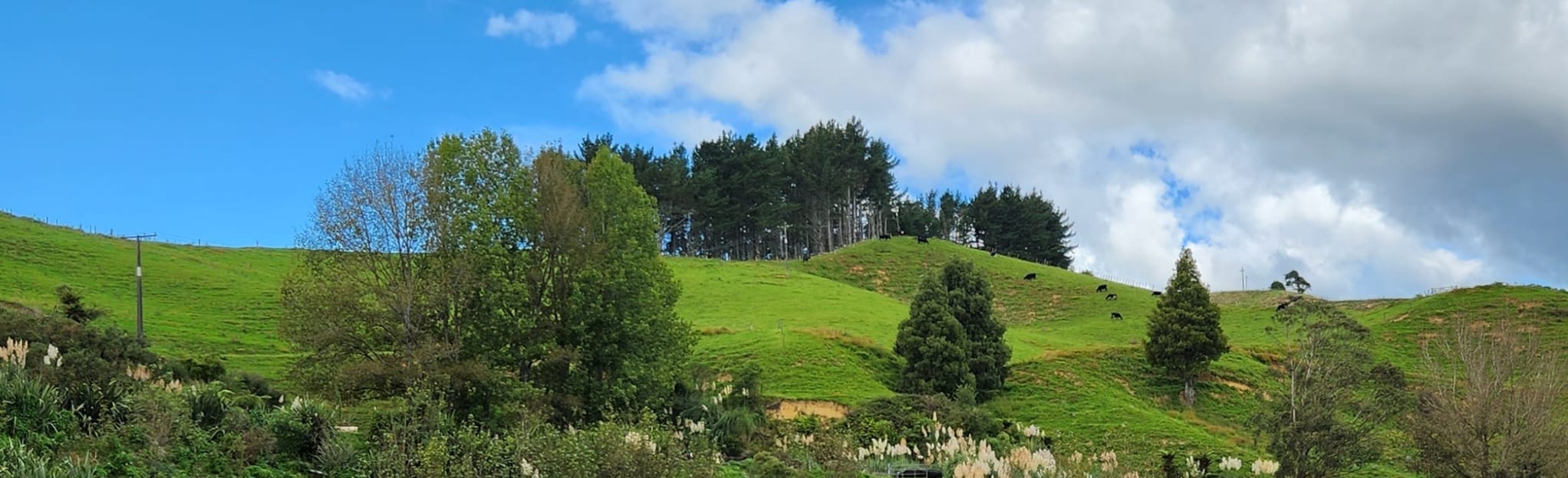 Nikau Walk and Kaniwhaniwha Cave, 184 Fotos - Waikato, New Zealand ...
