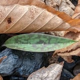 Scar Run Trail, Pennsylvania - 16 Reviews, Map | AllTrails